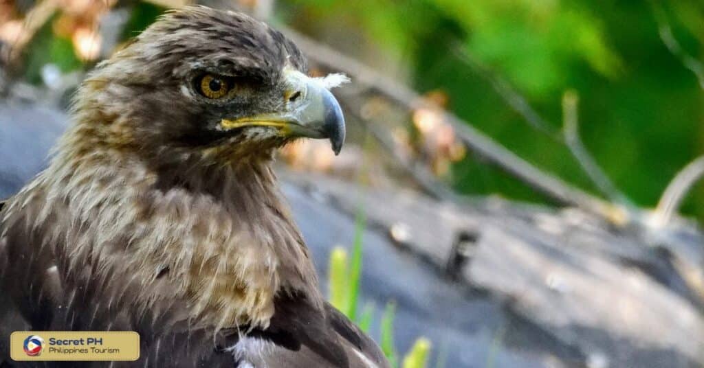 The Best Philippine Nature Reserves and Conservation Areas - Secret ...