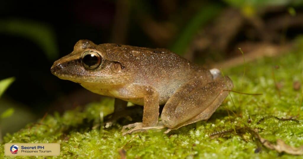 The Best Philippine Nature Reserves and Conservation Areas - Secret ...