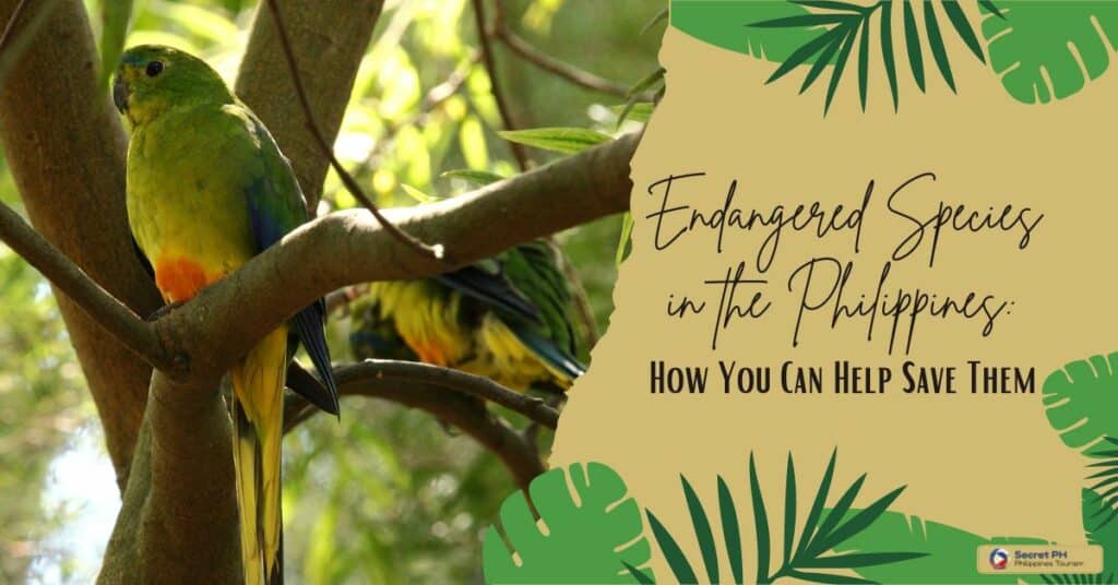 Endangered Species in the Philippines: How You Can Help Save Them ...