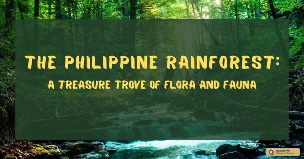 The Philippine Rainforest: A Treasure Trove of Flora and Fauna - Secret ...