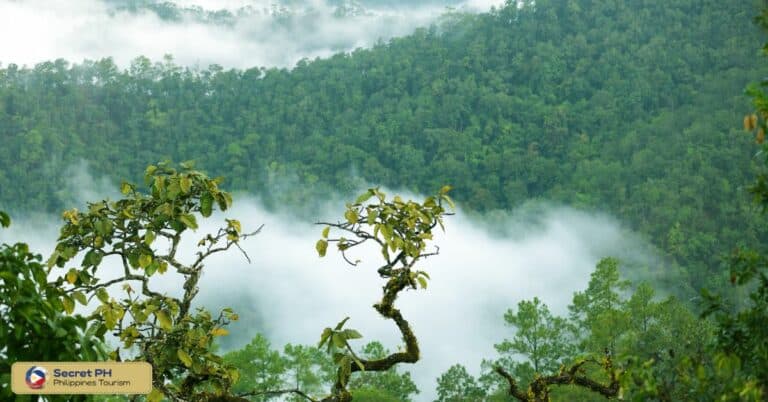 The Philippine Rainforest: A Treasure Trove of Flora and Fauna - Secret ...