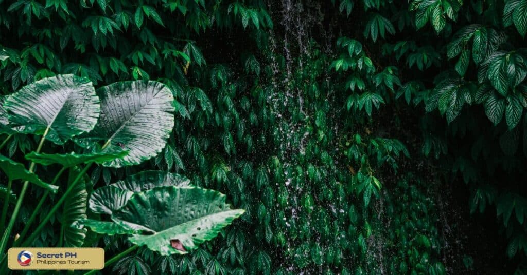 The Philippine Rainforest: A Treasure Trove of Flora and Fauna - Secret ...