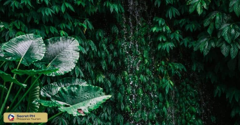 The Philippine Rainforest: A Treasure Trove of Flora and Fauna - Secret ...
