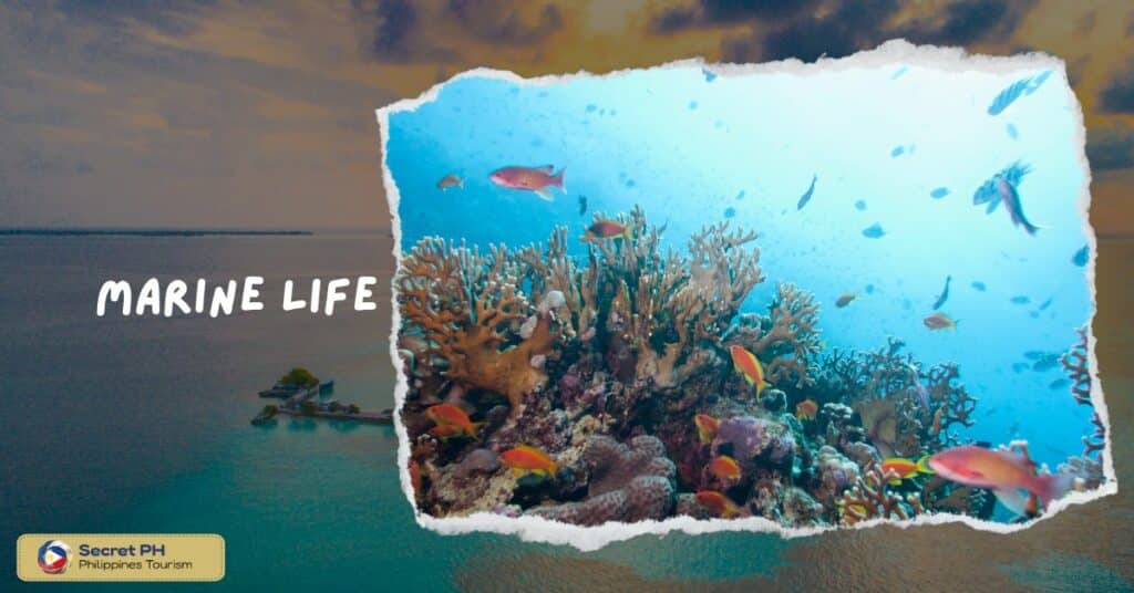 The Fascinating Underwater World of Anilao: A Diving Destination in the ...