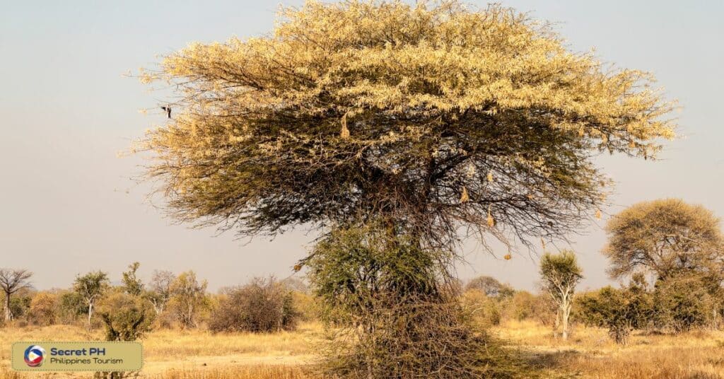 The Philippines' Unique Climate: Understanding the Interplay of Wet and ...