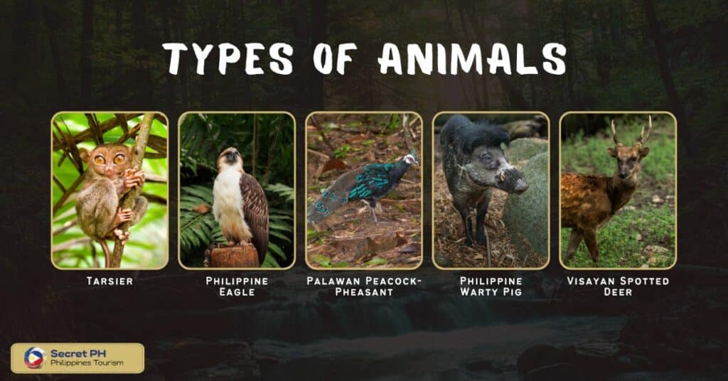 The Philippine Rainforest: A Treasure Trove of Flora and Fauna - Secret ...
