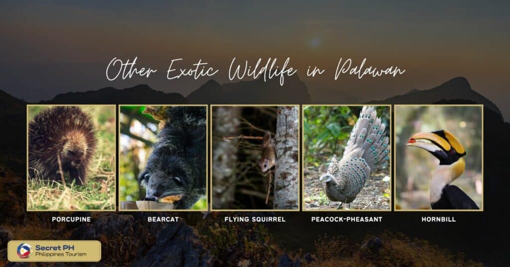 The Exotic Wildlife of Palawan: From the Tarsier to the Philippine ...