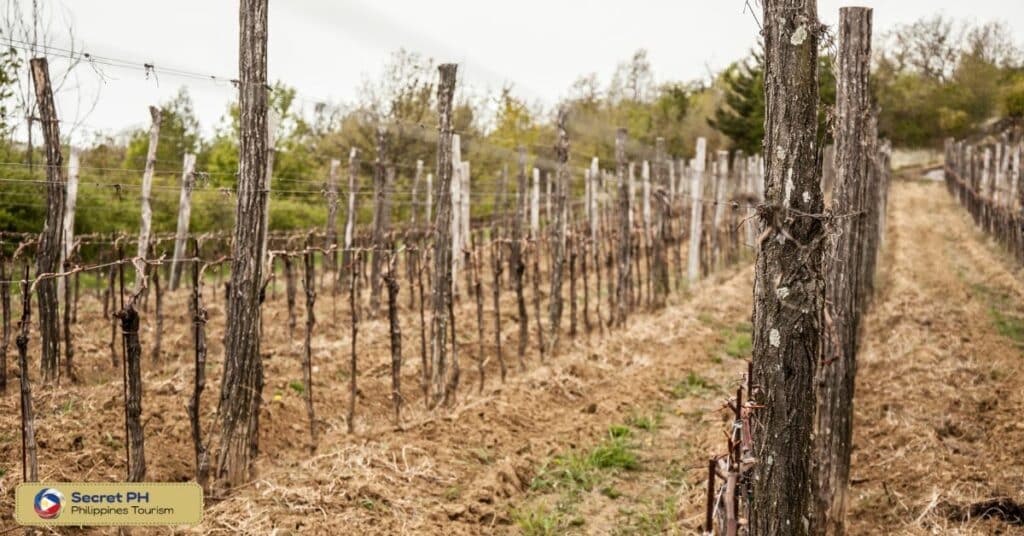 The Philippines' Unique Climate: Understanding the Interplay of Wet and ...