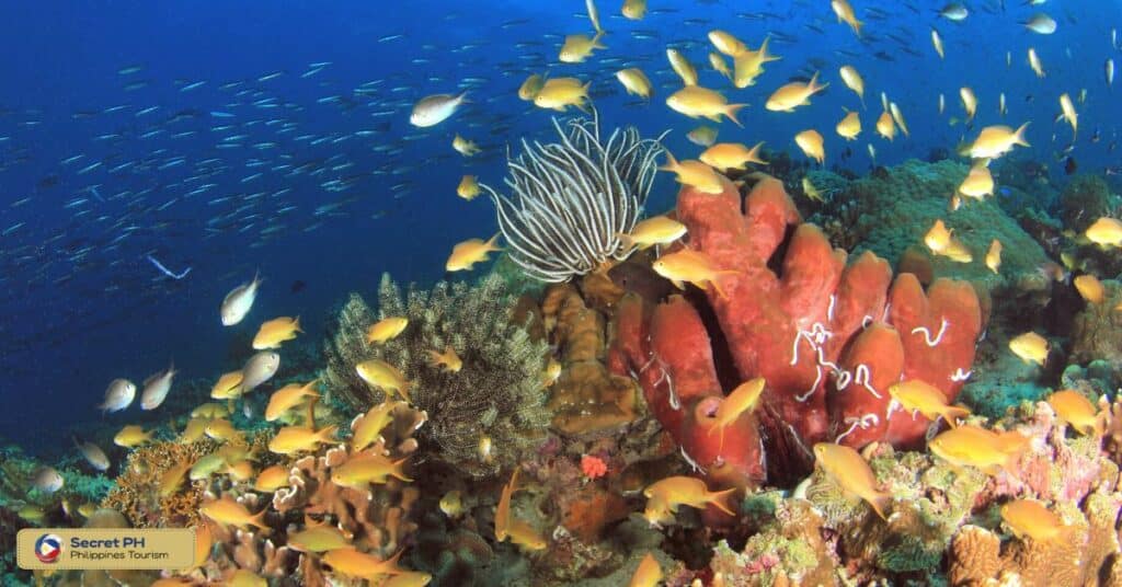 Best Spots for Snorkeling in Palawan - Secret Philippines