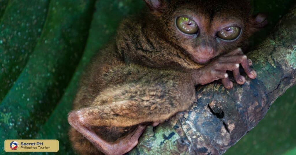 10 Fascinating Facts About Philippine Tarsiers: The World's Smallest ...
