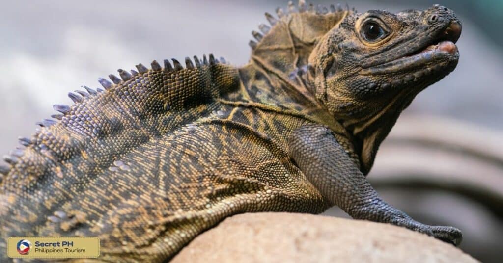 Philippine Sailfin Lizard: The Giant Lizard of the Philippine Islands ...