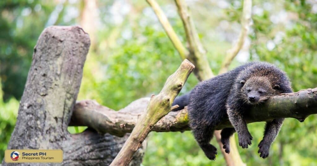 The Elusive Palawan Bearcat: The Endemic Binturong of Palawan - Secret ...