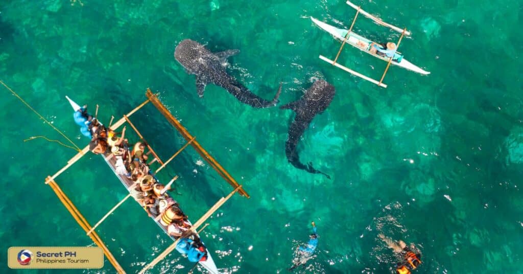 The Magnificent Whale Sharks of Donsol: Gentle Giants of the Philippine ...
