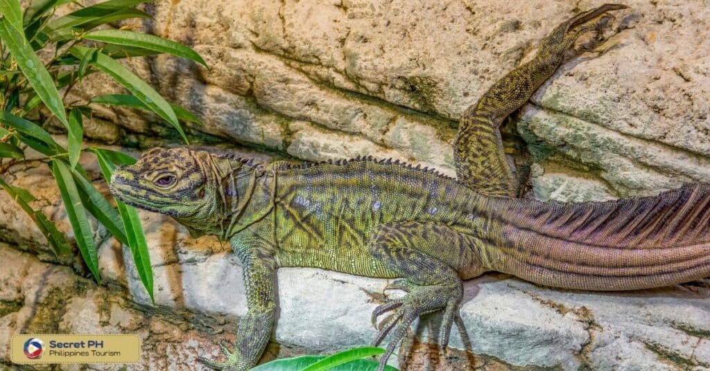 Philippine Sailfin Lizard: The Giant Lizard of the Philippine Islands ...
