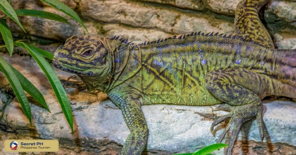 Philippine Sailfin Lizard: The Giant Lizard of the Philippine Islands ...
