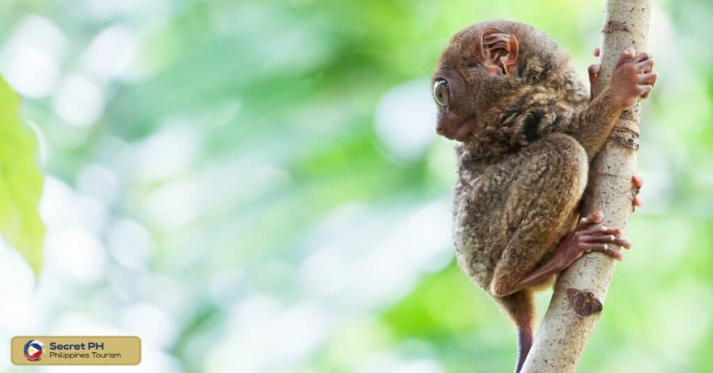 10 Fascinating Facts About Philippine Tarsiers: The World's Smallest ...