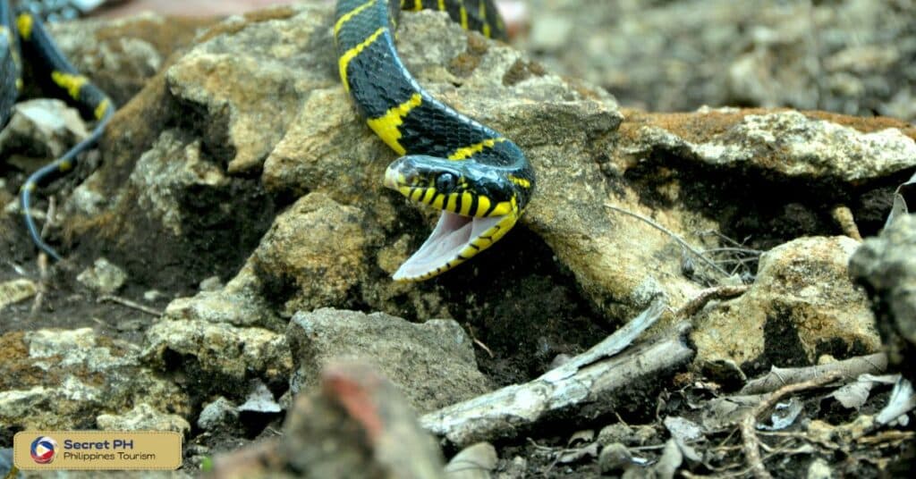Mangrove Snake: The Venomous Reptile That Lives in the Philippine ...