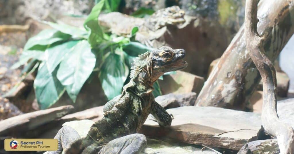 Philippine Sailfin Lizard: The Giant Lizard of the Philippine Islands ...