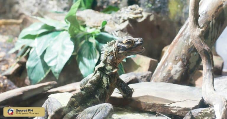 Philippine Sailfin Lizard: The Giant Lizard of the Philippine Islands ...