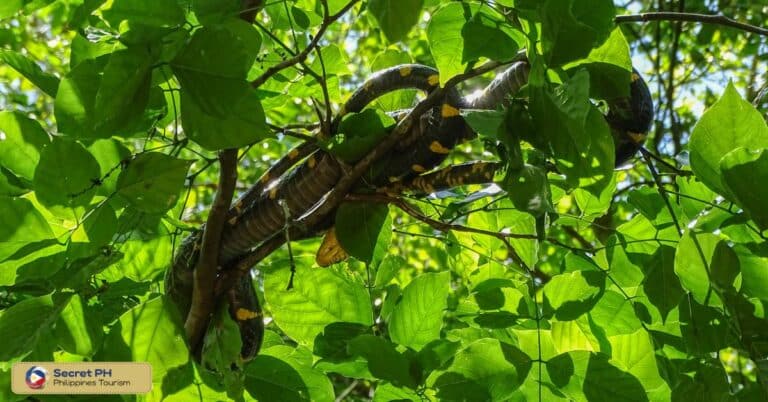 Mangrove Snake: The Venomous Reptile That Lives in the Philippine ...