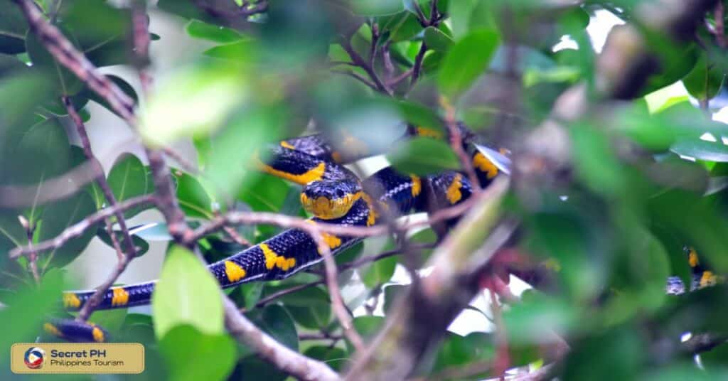 Mangrove Snake: The Venomous Reptile That Lives in the Philippine ...