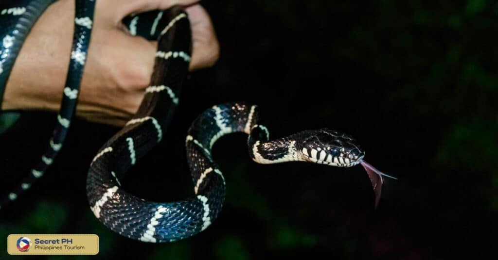 Mangrove Snake: The Venomous Reptile That Lives in the Philippine ...