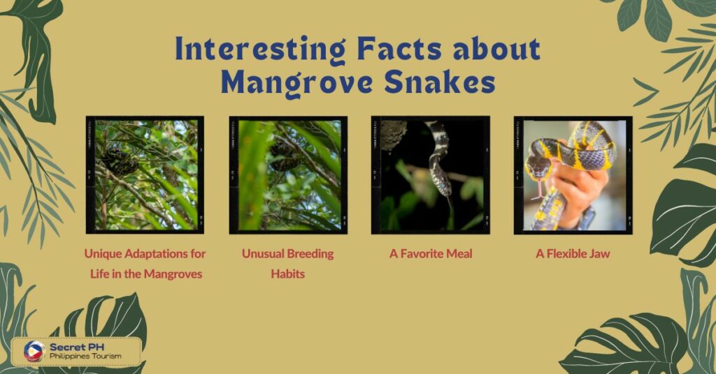 Mangrove Snake: The Venomous Reptile That Lives in the Philippine ...