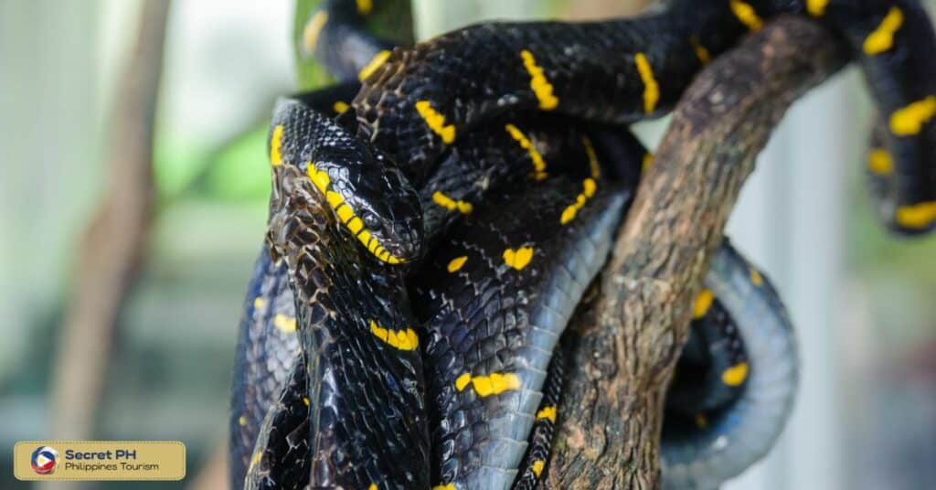 Mangrove Snake: The Venomous Reptile That Lives in the Philippine ...