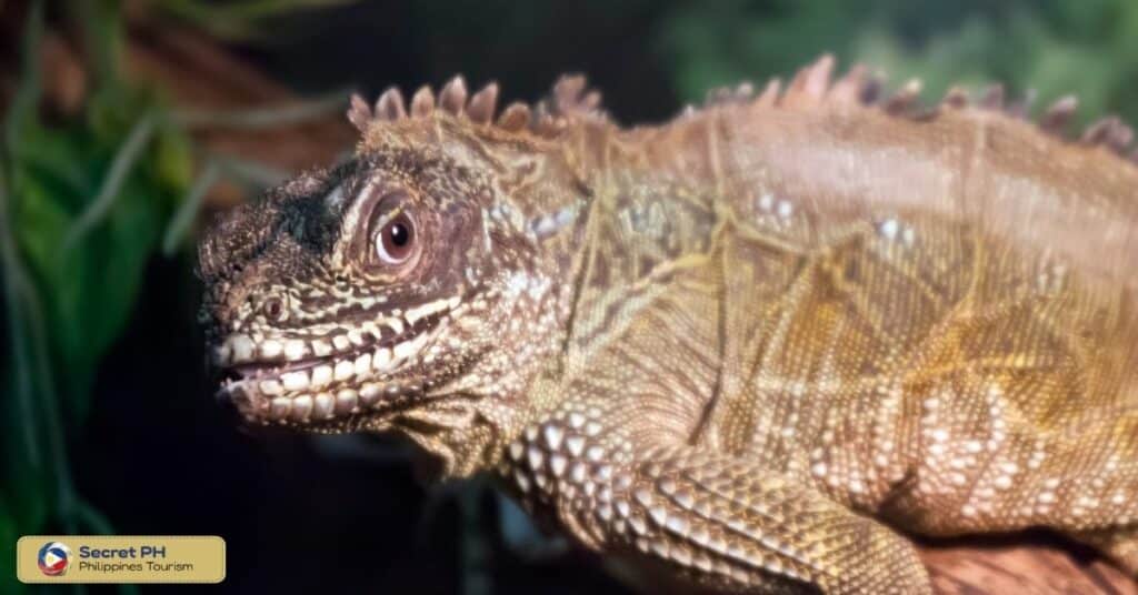 Philippine Sailfin Lizard: The Giant Lizard of the Philippine Islands ...