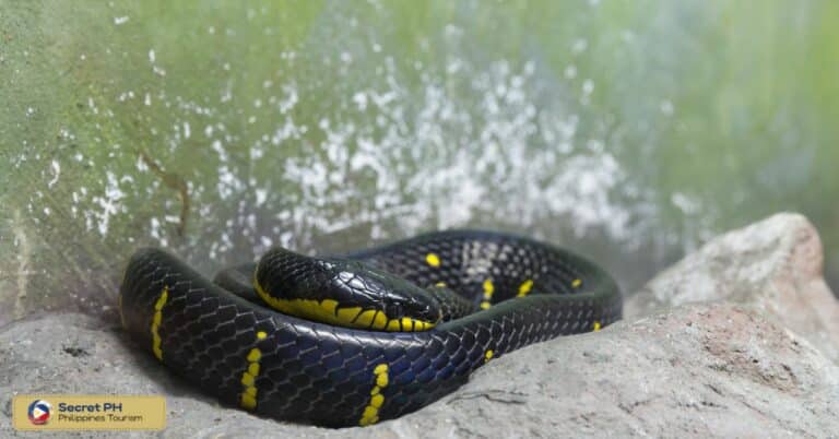 Mangrove Snake: The Venomous Reptile That Lives in the Philippine ...
