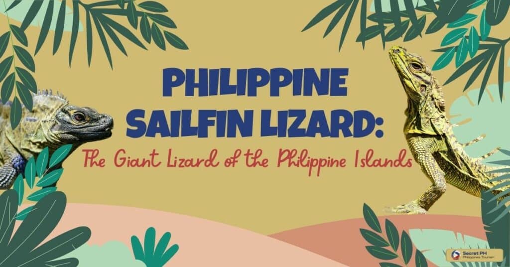 Philippine Sailfin Lizard: The Giant Lizard of the Philippine Islands ...