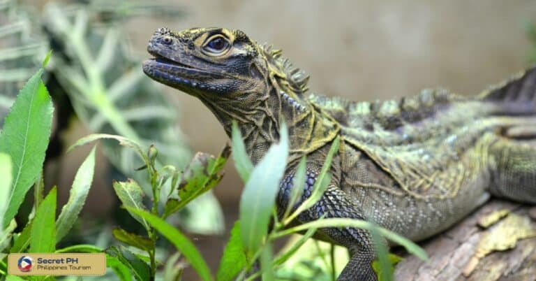 Philippine Sailfin Lizard: The Giant Lizard of the Philippine Islands ...