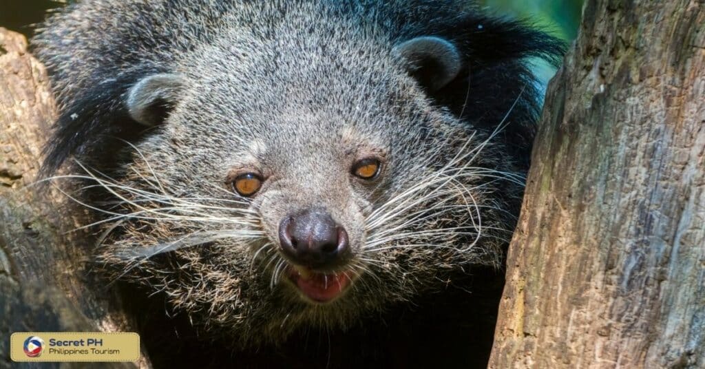 The Elusive Palawan Bearcat: The Endemic Binturong of Palawan - Secret ...