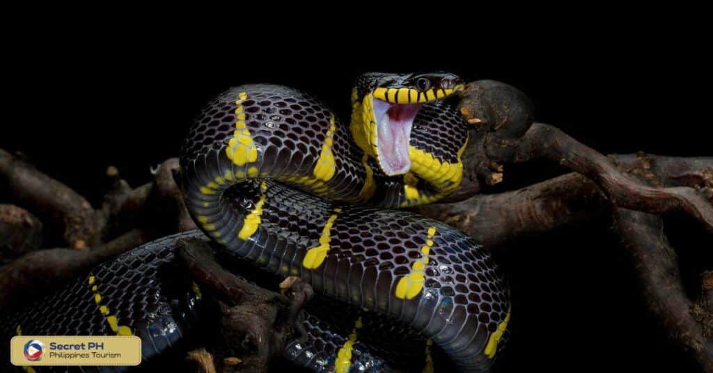 Mangrove Snake: The Venomous Reptile That Lives in the Philippine ...