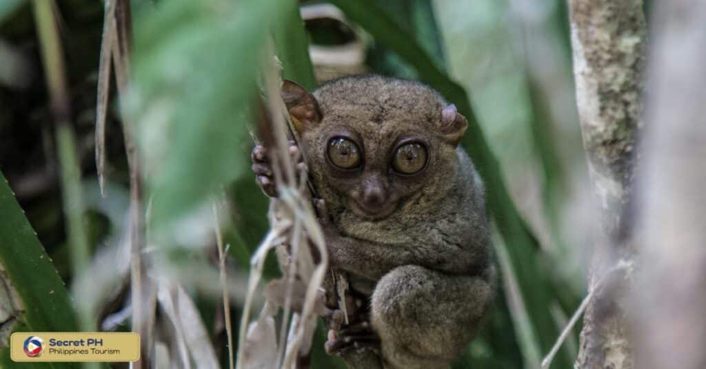 10 Fascinating Facts About Philippine Tarsiers: The World's Smallest ...