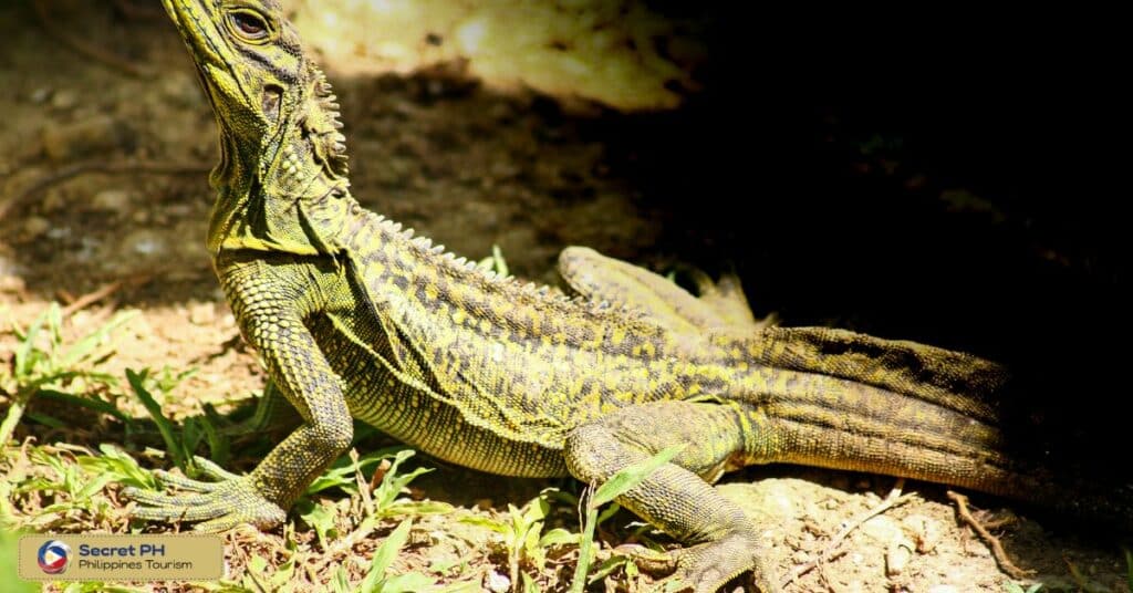 Philippine Sailfin Lizard: The Giant Lizard of the Philippine Islands ...