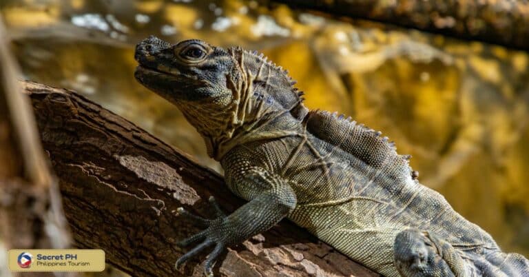 Philippine Sailfin Lizard: The Giant Lizard of the Philippine Islands ...