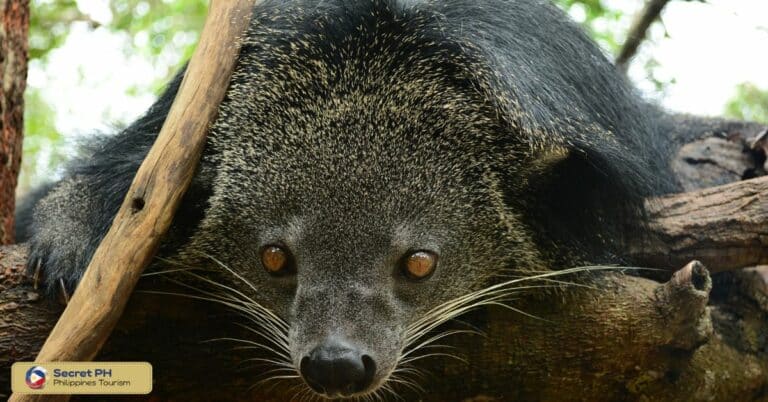 The Elusive Palawan Bearcat: The Endemic Binturong of Palawan - Secret ...