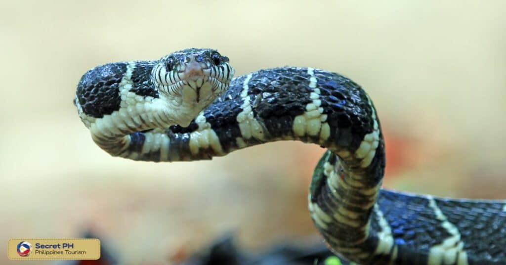 Mangrove Snake: The Venomous Reptile That Lives in the Philippine ...