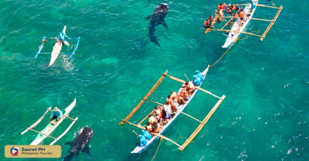 The Magnificent Whale Sharks of Donsol: Gentle Giants of the Philippine ...