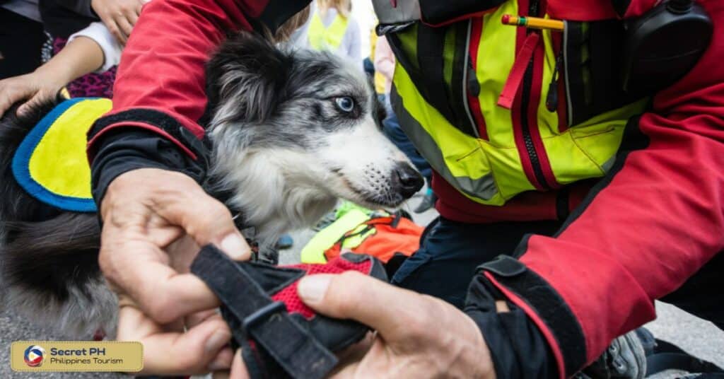Emergency Services for Animals in the Philippines: Who to Call - Secret ...