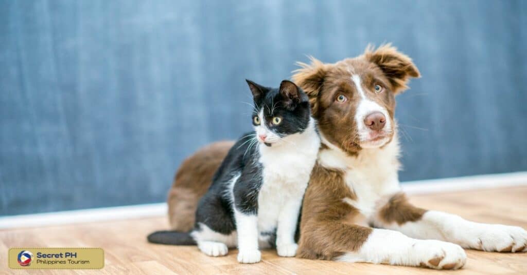 Emergency Services for Animals in the Philippines: Who to Call - Secret ...