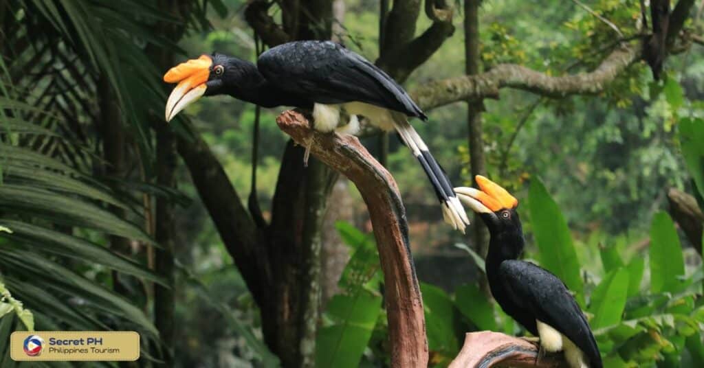 The Endemic and Rare Species of Mount Banahaw-San Cristobal National ...