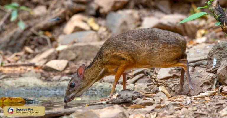 The Fascinating and Rare Philippine Mouse-Deer: A Small, Shy Mammal of ...