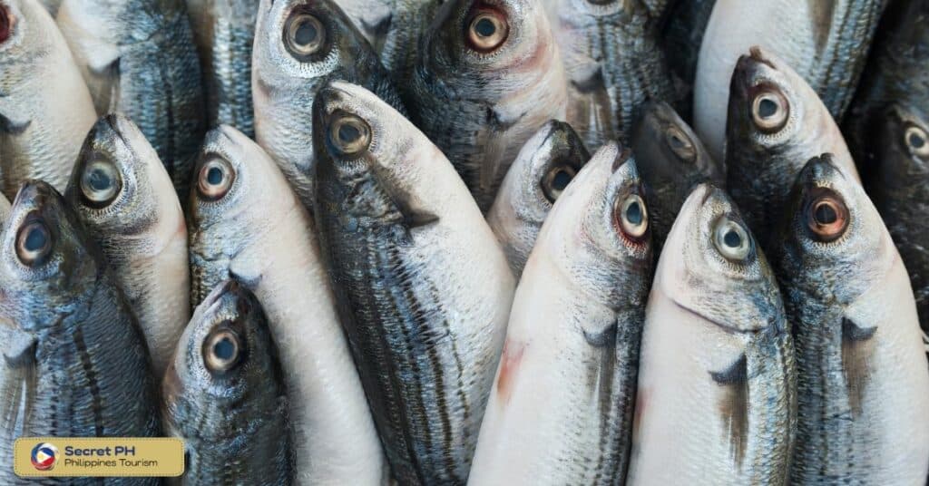 The Colorful and Unique Tawilis: A Freshwater Sardine of Taal Lake ...