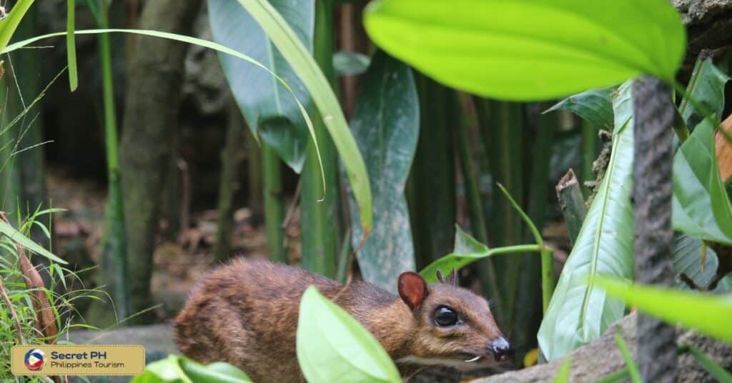 The Fascinating and Rare Philippine Mouse-Deer: A Small, Shy Mammal of ...