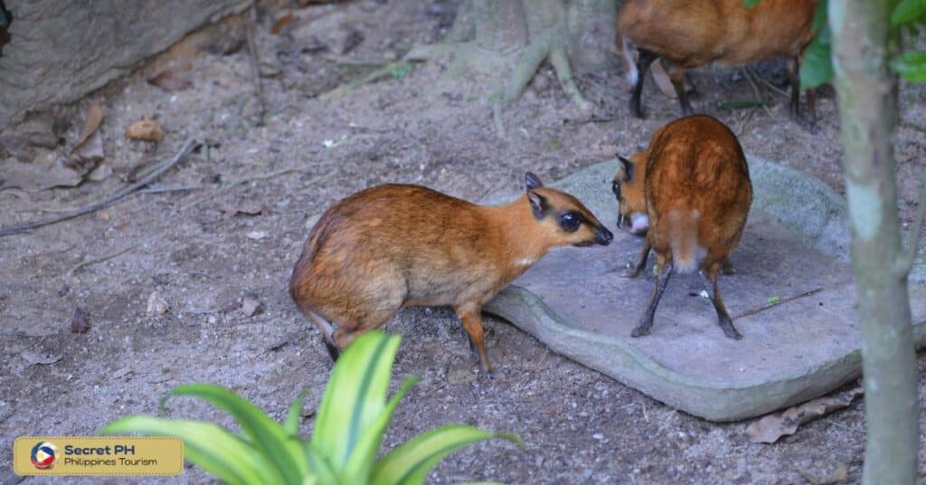 The Fascinating and Rare Philippine Mouse-Deer: A Small, Shy Mammal of ...