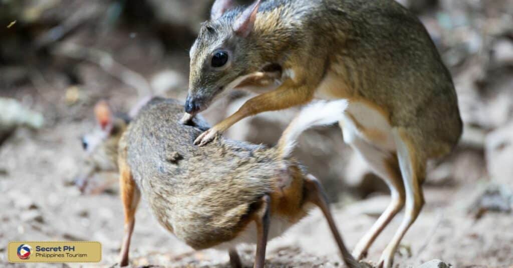 The Fascinating and Rare Philippine Mouse-Deer: A Small, Shy Mammal of ...