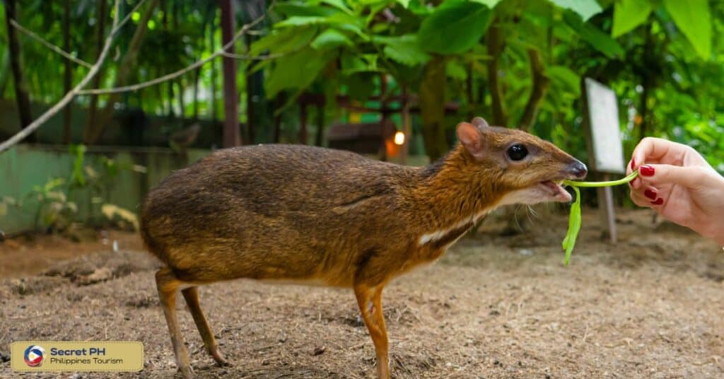The Fascinating and Rare Philippine Mouse-Deer: A Small, Shy Mammal of ...