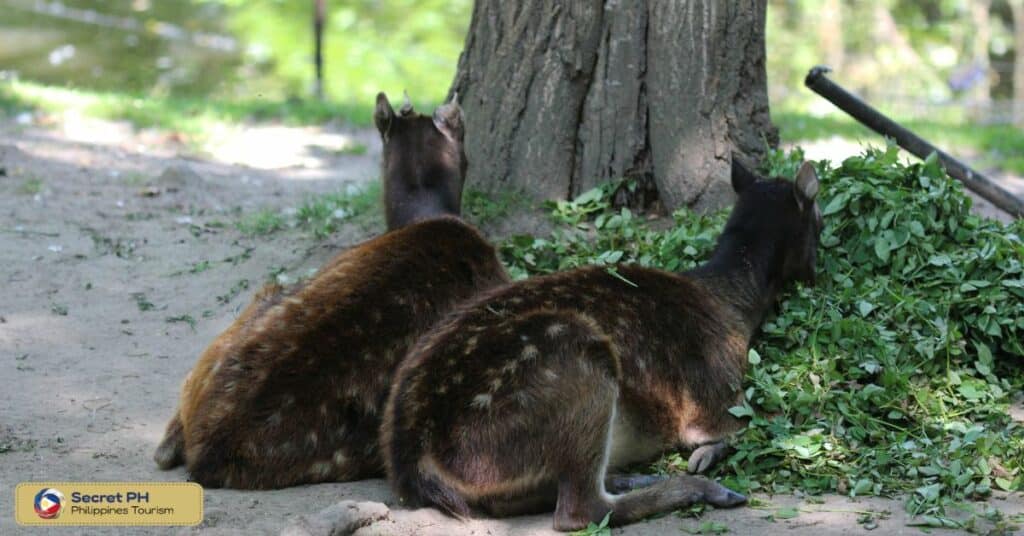 Philippine Wildlife Safari: 10 Animal Encounters You Can Have in the ...